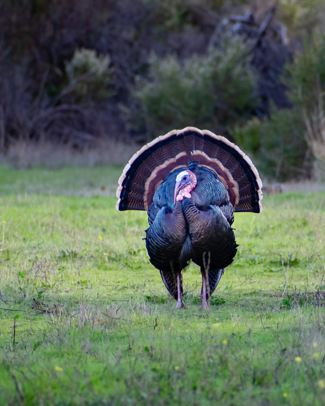 2025 Arizona Spring Turkey Hunting: Your Go-To Guide for a Successful ...